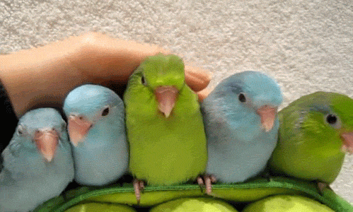 Download Animal Bird Gif - Gif Abyss