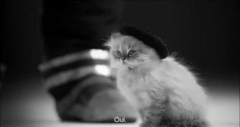 Download Animal Cat Gif