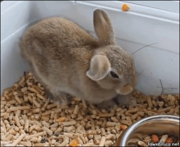 Rabbit Gifs