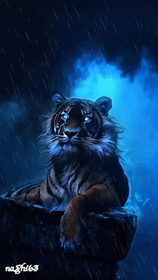 Tiger Gifs: Free Download [670+]