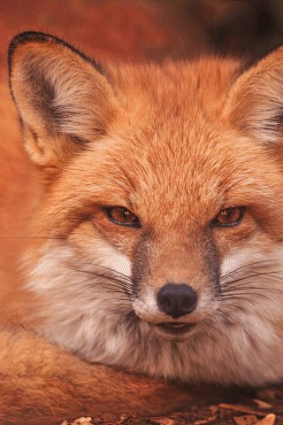 Fox Gifs