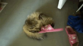 Slippers Gifs