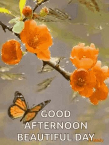 Good Afternoon Gifs: Free Download [260+]