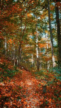 Download Leaf Nature Fall Gif