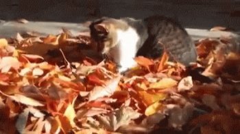 Nature Gifs: Free Download [1200+]