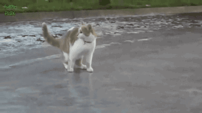 Cat Gif - Gif Abyss