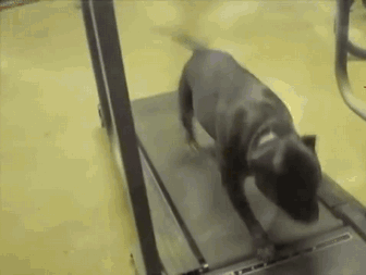 Fail Gif - Gif Abyss