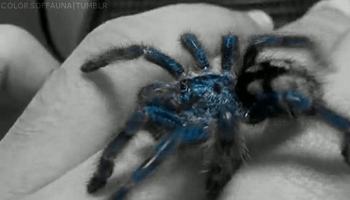 Spider Gif - Gif Abyss