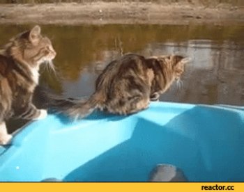 Download Funny Humor Fail Gif