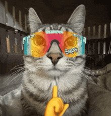 Mewing Maestro: Sunglass Cat Meme GIF