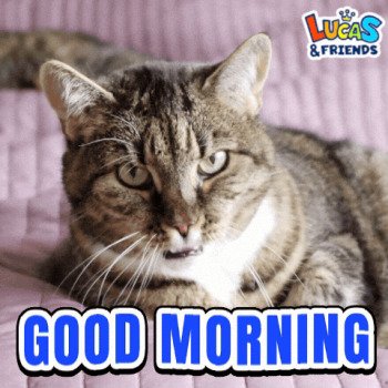Good Morning Gifs: Free Download [860+]
