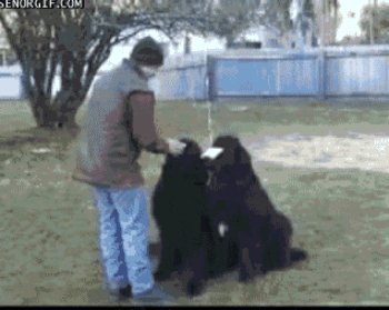 Download Funny Humor Fail Gif