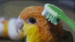 Download Animal Parrot Gif - Gif Abyss