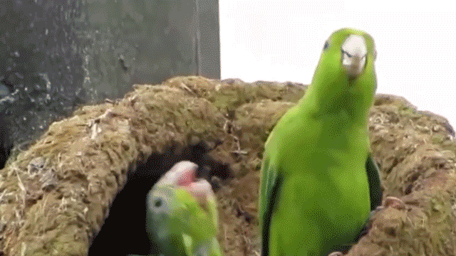 Download Animal Parrot Gif - Gif Abyss