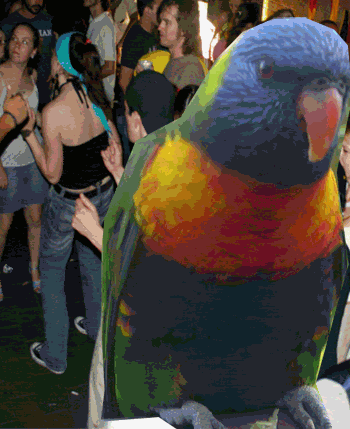 Parrot Gif - Gif Abyss