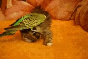 Pet Gifs