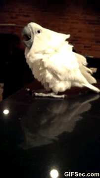 Parrot Gif - Gif Abyss