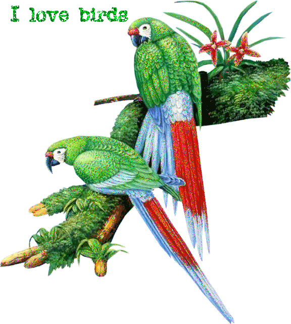 Download Animal Parrot Gif