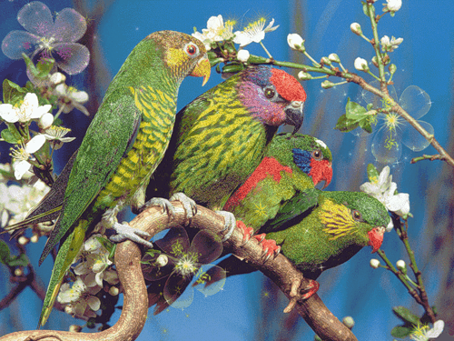 Download Animal Parrot Gif