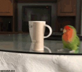 Parrot Gifs: Free Download [210+]