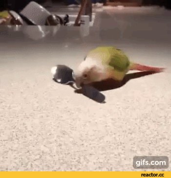 Download Animal Parrot Gif