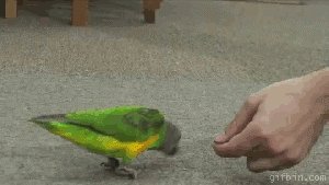 Download Animal Parrot Gif