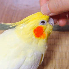 Parrot Gif - Gif Abyss