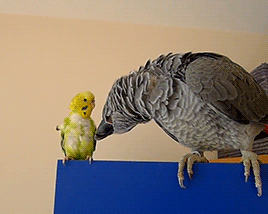Download Animal Parrot Gif