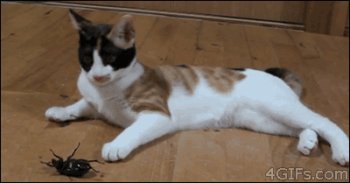 Curious Cat Meets Creepy Crawly – Cute Pet’s Funny Insect Encounter ...