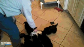 Kitchen Gifs: Free Download [10+]