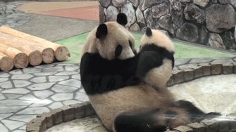 Zoo Gifs