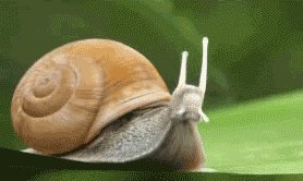 Snail Gifs