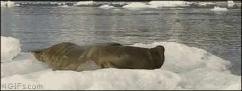 Sea Lion Gifs