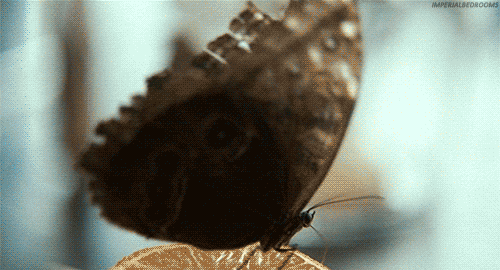 Download Animal Butterfly Nature Orange (Color) Close-up Gif