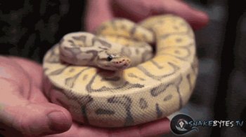 Ball Python Gifs