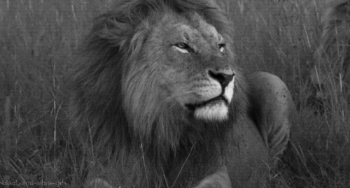 Download Animal Lion Wildlife Black & White Nature Gif