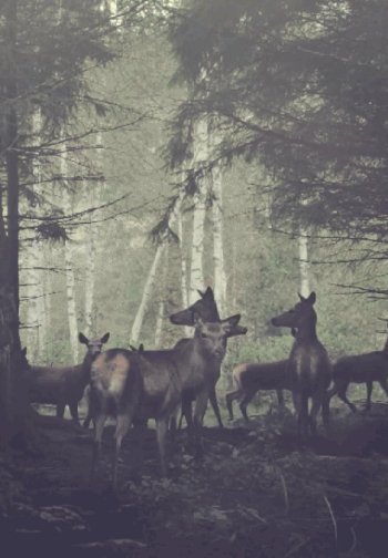 Download Animal Deer Forest Wildlife Nature Gif