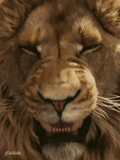 Download Animal Lion Gif - Gif Abyss