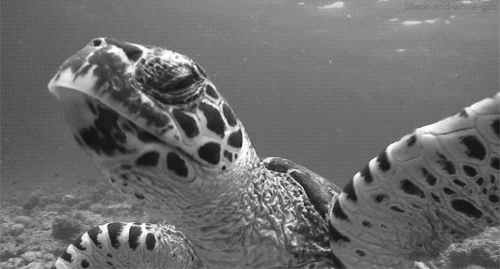 Download Animal Turtle Underwater Marine Life Black & White Gif - Gif Abyss