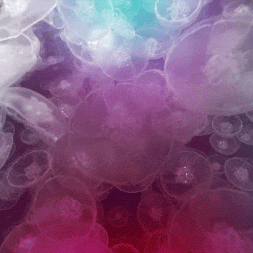 Download Animal Jellyfish Underwater Aquatic Colorful Gif