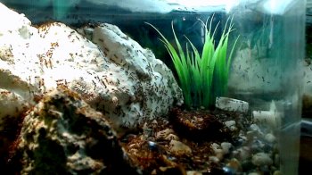 Download Animal Ant Gif