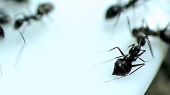 Download Animal Ant Gif