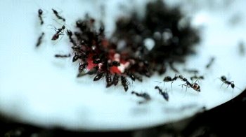 Ant Gifs