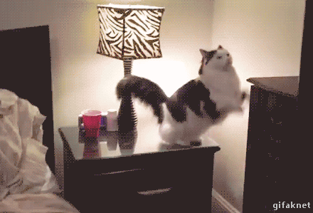 Download Animal Cat Gif
