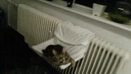 Download Animal Cat Gif