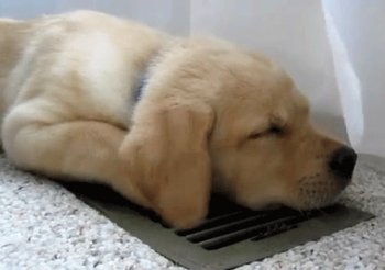 Labrador Retriever Gifs