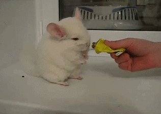 Rat Gifs