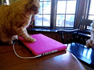 Tech-Savvy Cat Meets the Computer