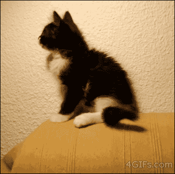 Cat Gif - Gif Abyss