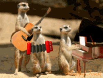 Meerkat Gifs: Free Download [70+]
